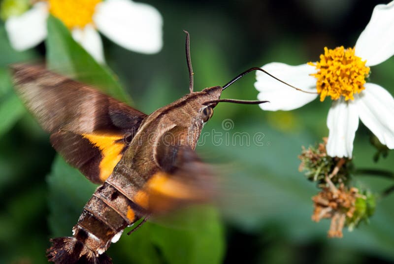 Hummingbird hawk-moth stock photo. Image of hummingbird - 11449824