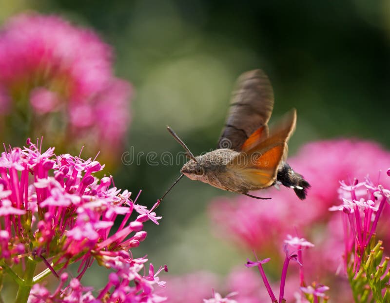 Hummingbird Hawk-moth stock photo. Image of nature, hummingbird - 15677404