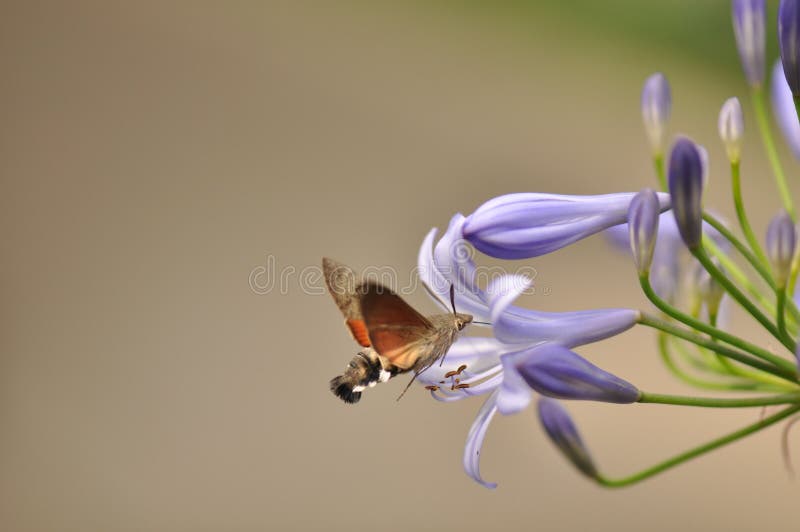 Hummingbird hawk moth stock photo. Image of curls, enjoying - 73294238