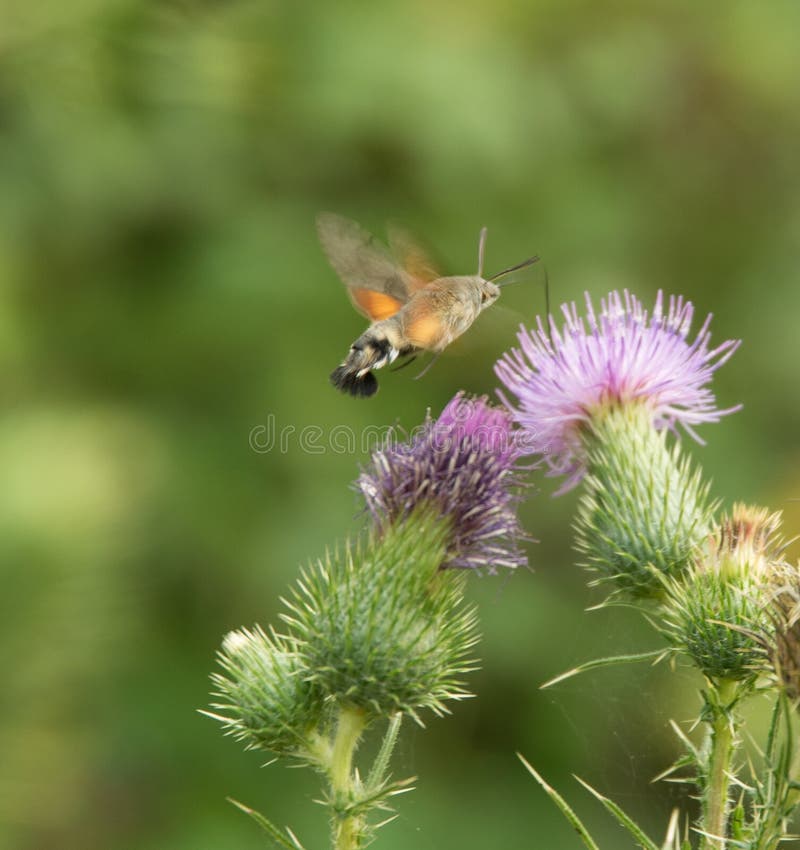 Hummingbird hawk-moth stock image. Image of abloom, petal - 58376257