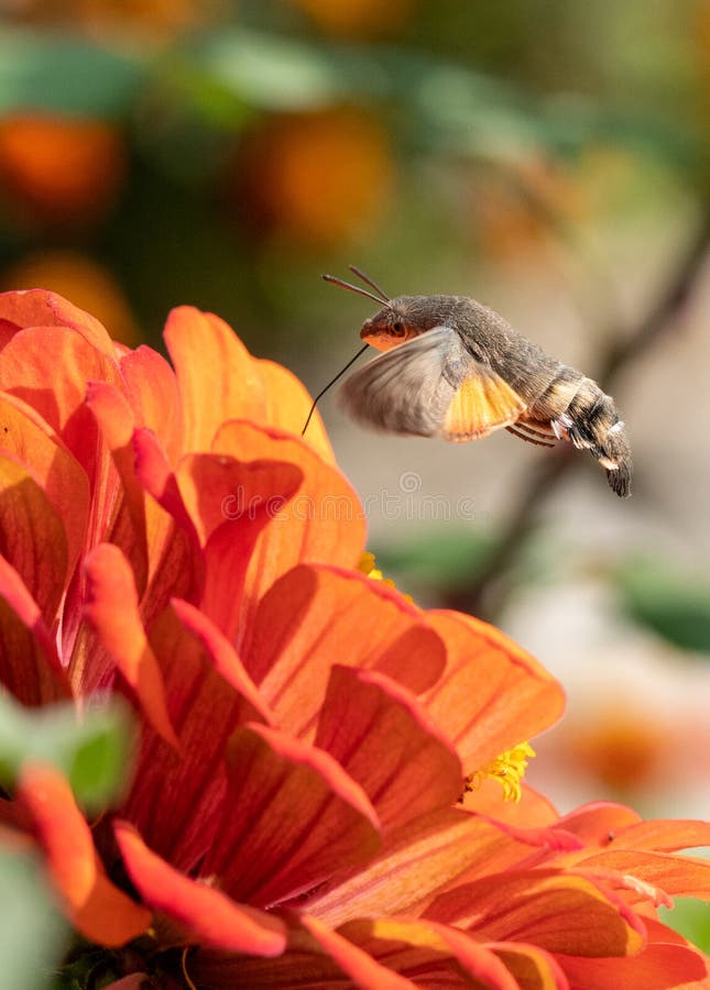 Hummingbird Hawk-moth Closeup in Summer Time Macro Photography Stock ...