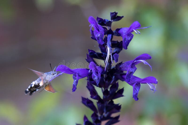 Hummingbird Hawk Moth Feeding on Blue Flower Stock Photo - Image of ...