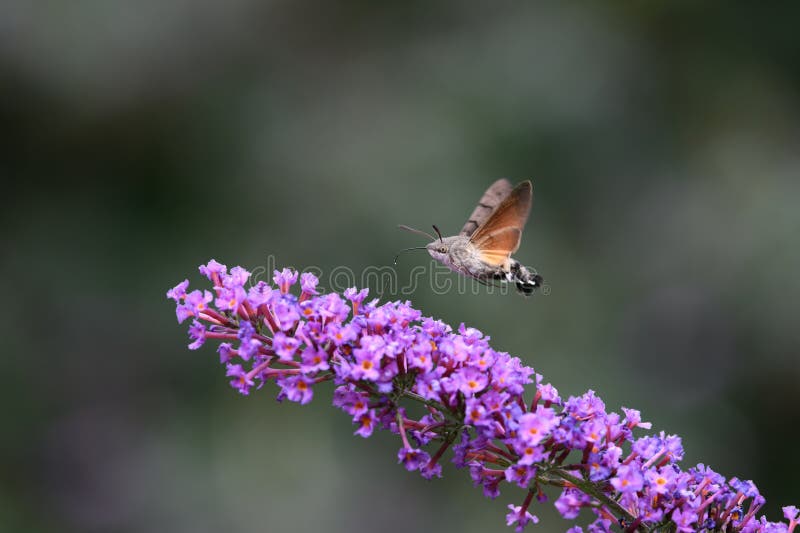 Hovering Hummingbird Hawk-moth Feeding on Purple Flower Stock Image ...