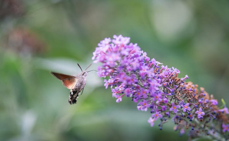 Hovering Hummingbird Hawk-moth Feeding on Purple Flower Stock Image ...
