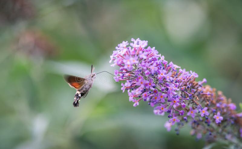 Hovering Hummingbird Hawk-moth Feeding on Purple Flower Stock Photo ...