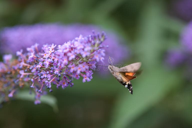 Hovering Hummingbird Hawk-moth Feeding on Purple Flower Stock Image ...