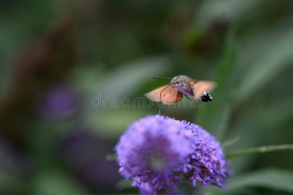 Hovering Hummingbird Hawk-moth Feeding on Purple Flower Stock Image ...