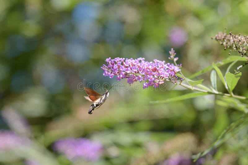 Hovering Hummingbird Hawk-moth Feeding on Flower Stock Photo - Image of ...