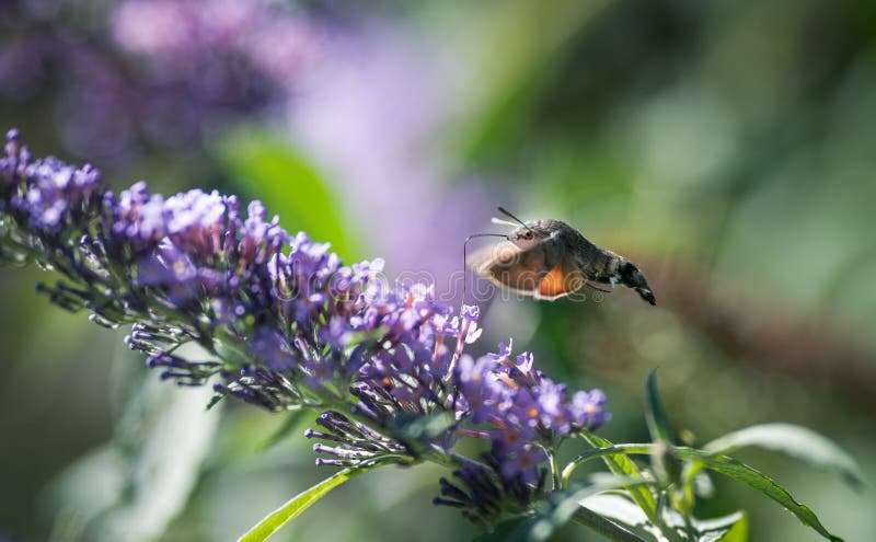 Hovering Hummingbird Hawk-moth Feeding on Purple Flower Stock Image ...