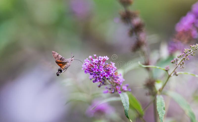 Hummingbird Hawk-moth Feeding on a Butterfly Bush in the Meadow in ...