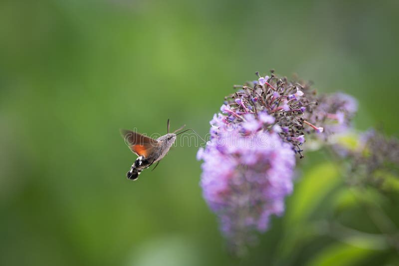 Hummingbird Hawk-moth Feeding on a Butterfly Bush in the Meadow in ...