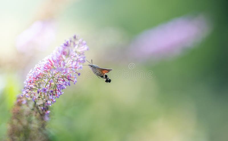 Hummingbird Hawk-moth Feeding on a Butterfly Bush in the Meadow in ...