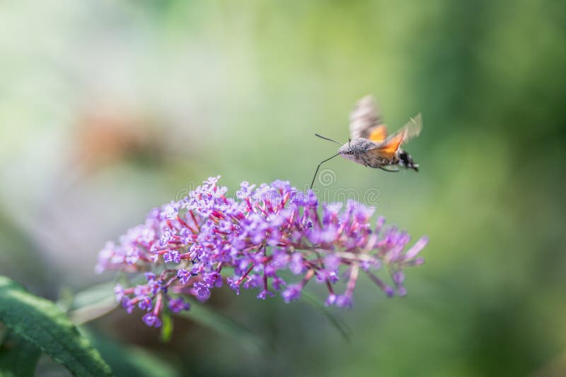 Hummingbird Hawk-moth Feeding on a Butterfly Bush in the Meadow in ...