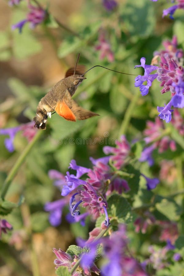 Hummingbird hawk-moth stock photo. Image of animal, green - 131498376