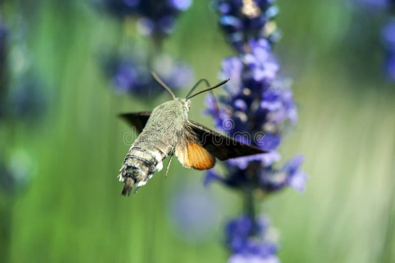 A Hummingbird Hawk-moth in Flight, Sucking Nectar from a Violet ...