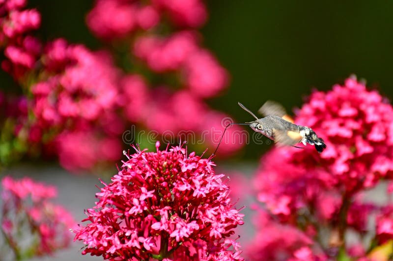 Hummingbird Hawk-moth on a Flower Stock Photo - Image of animal ...
