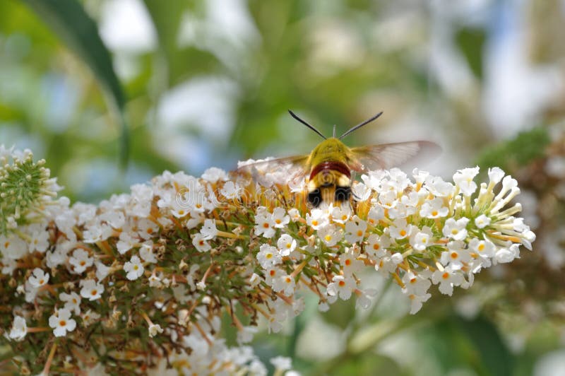 Hummingbird Hawk-moth on a Flower Stock Photo - Image of butterfly ...