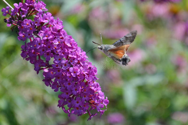 Hummingbird Hawk-moth on the Flower Stock Image - Image of garden ...