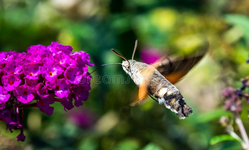 Hummingbird hawk-moth stock photo. Image of animals, flying - 90749310