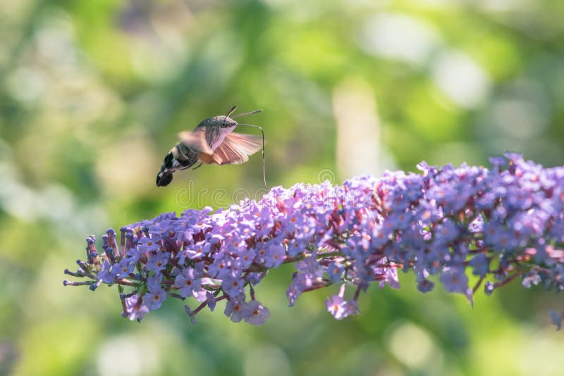Hummingbird hawk-moth stock photo. Image of detail, moth - 158604836
