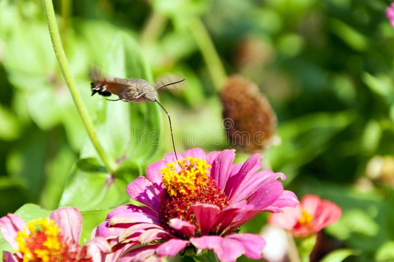 Hummingbird Hawk Moth stock image. Image of fauna, drink - 70947633