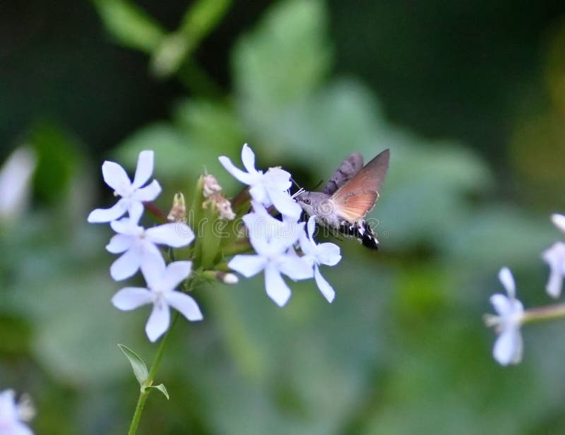 Hummingbird Hawk-moth Hovering Over Flower , Stock Image - Image of ...