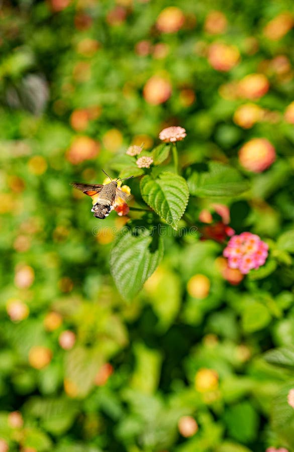 Hummingbird Hawk-moth Hovering Over Flowers. Stock Image - Image of ...