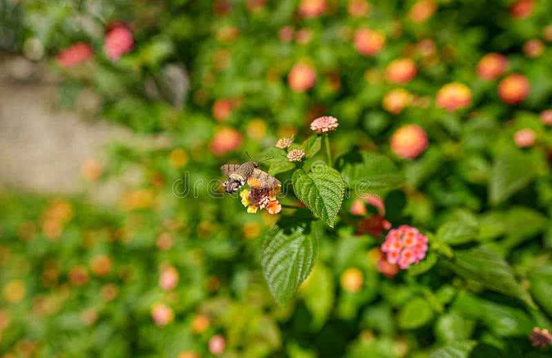 Hummingbird Hawk-moth Hovering Over Flowers. Stock Photo - Image of ...