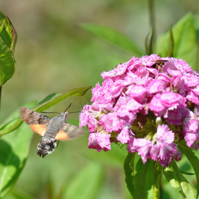 Hummingbird hawk moth stock photo. Image of hovering - 117471950