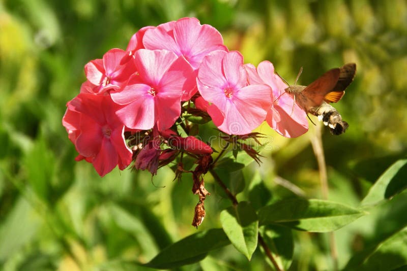 Hummingbird Hawk-moth is Sucking Nectar from Blossom of Pink Phlox ...