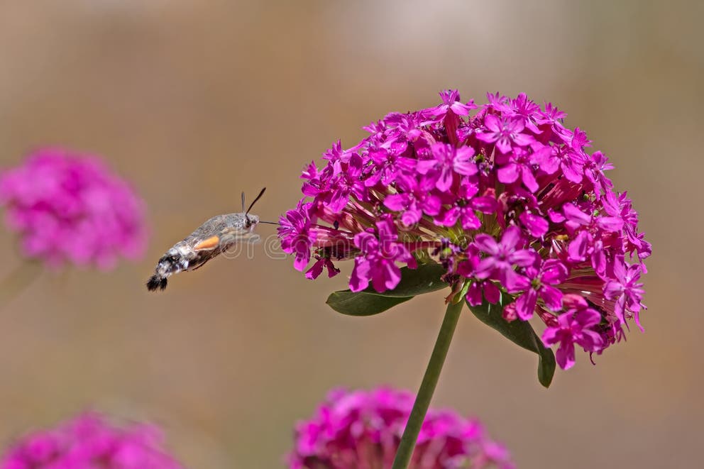 Hummingbird Hawk-moth Taking Nectar from the Pink Flower Stock Image ...