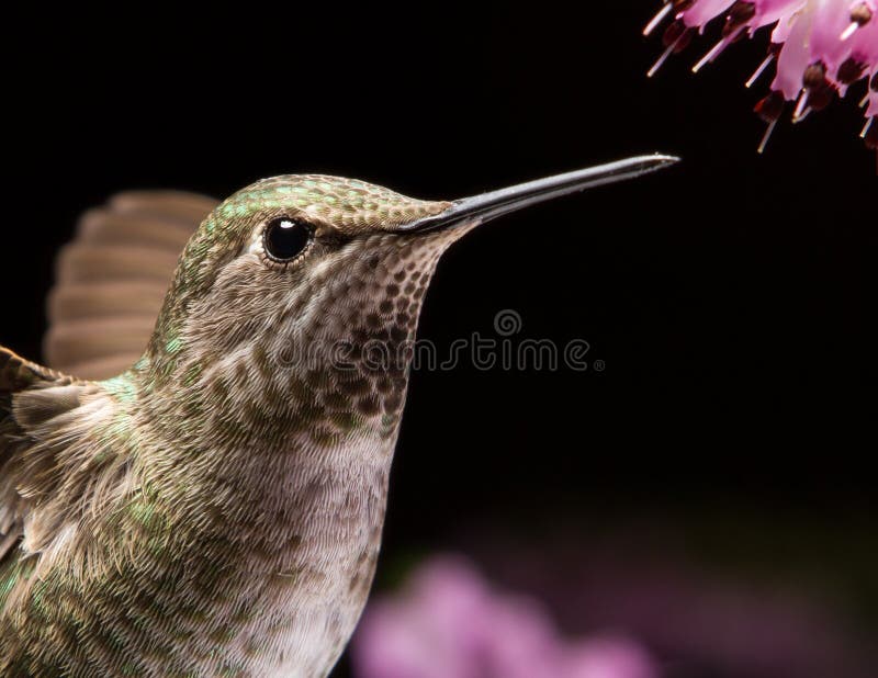 Hummingbird head close up stock photo. Image of close - 65842110