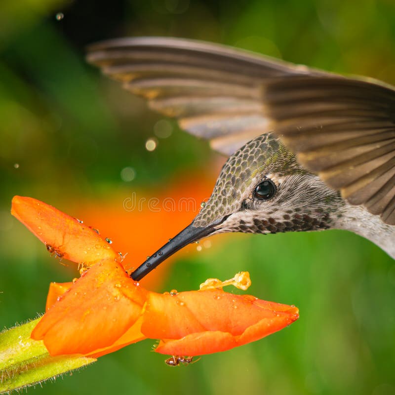 Hummingbird Head Shot with Two Ants Stock Photo - Image of flower, bird ...
