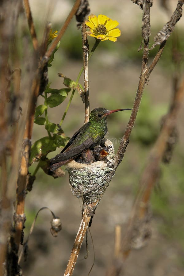 Hummingbird with her young stock image. Image of family - 23690305