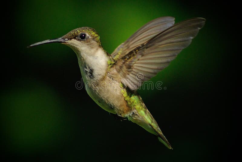 Ruby Throated Hummingbird (female) High Shutter Speed Stock Image ...