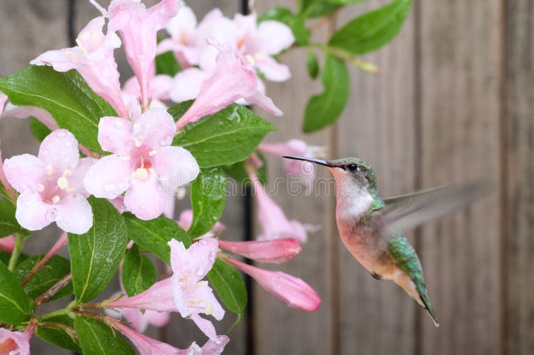 Hummingbird and Honeysuckle Stock Image - Image of lonicera ...