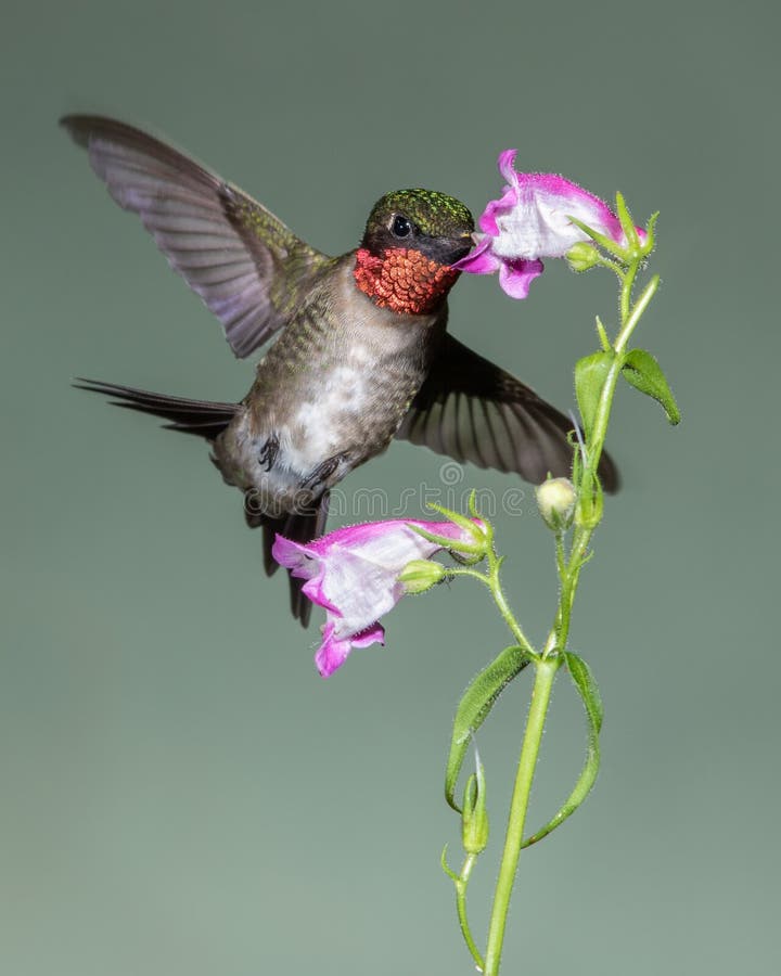 Ruby-throated Hummingbird stock image. Image of hovering - 159298301