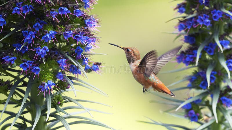Hummingbird hovering stock photo. Image of feeding, horizontal - 72545852