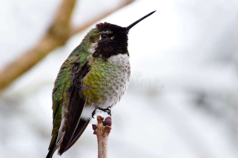 Red Capped Hummingbird Ice Perch 06 Stock Image - Image of animal, bird ...