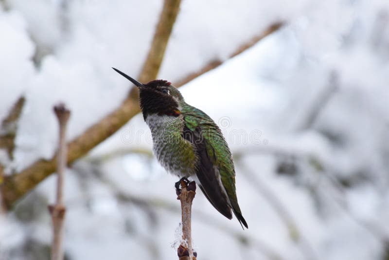 Red Capped Hummingbird Ice Perch 14 Stock Image - Image of anna ...