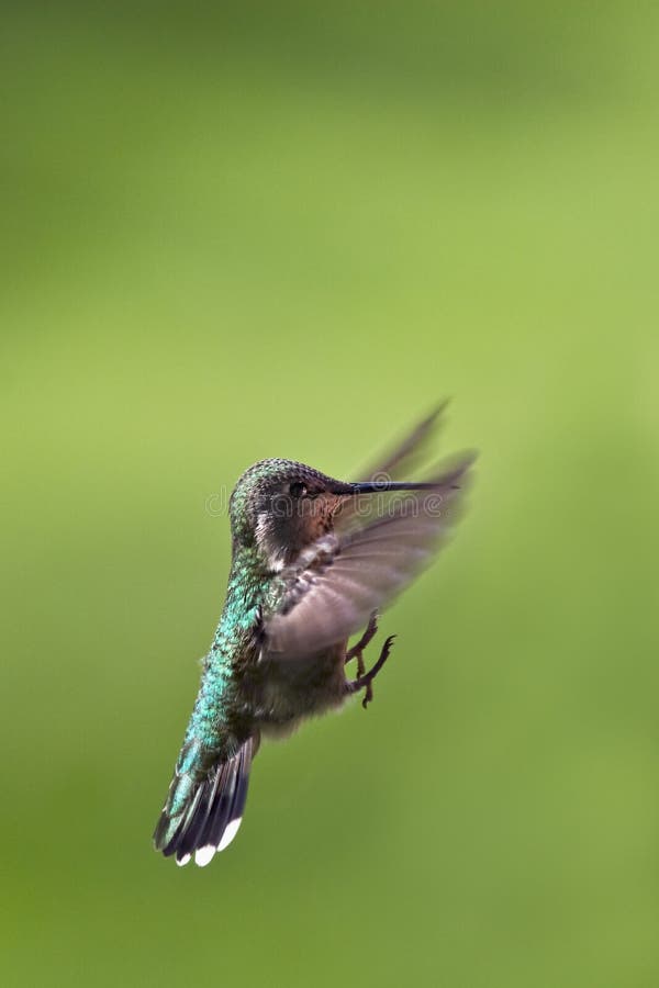 Hummingbird Landing stock photo. Image of female, hummingbird - 7040216