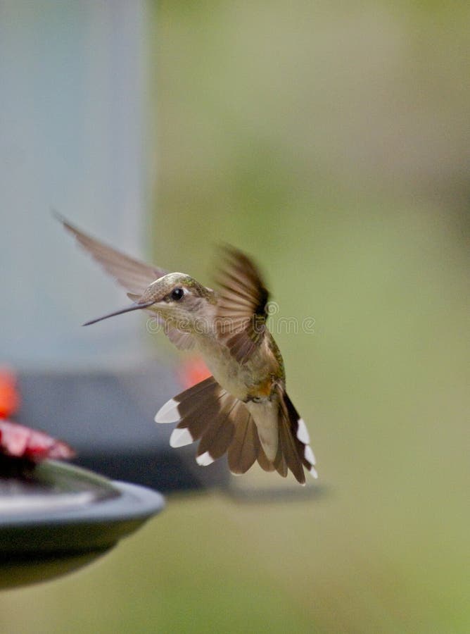 Hummingbird landing stock image. Image of humming, green - 33377365