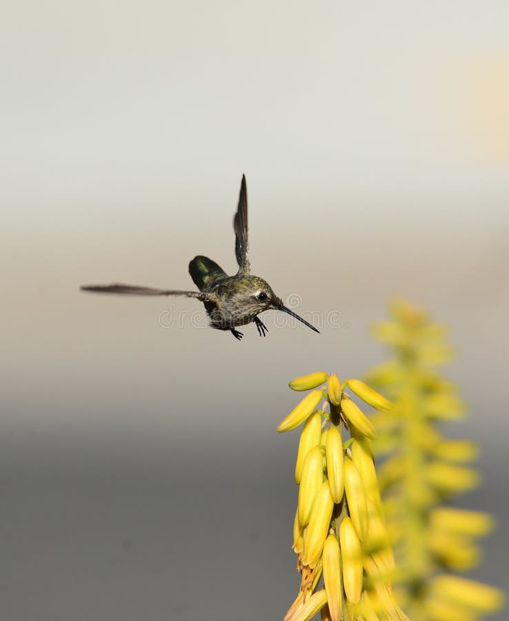 Hummingbird Leaps Stock Photos - Free & Royalty-Free Stock Photos from ...