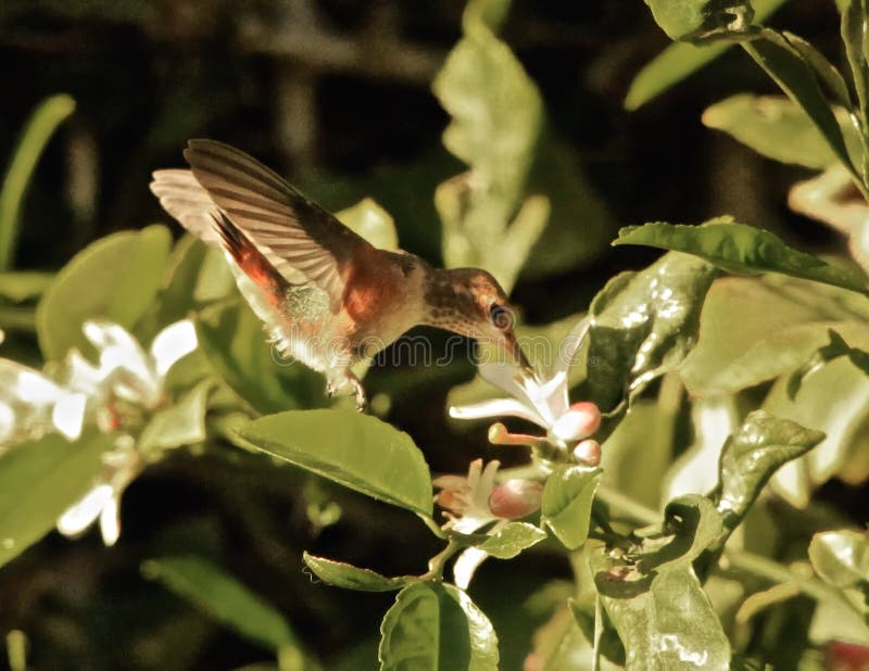Hummingbird lemon tree stock photo. Image of young, hummingbird - 114137780