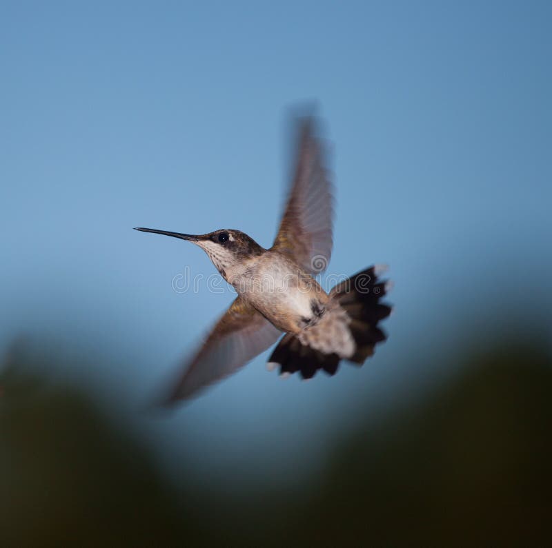 Hummingbird stock photo. Image of grey, talons, feathers - 32581294