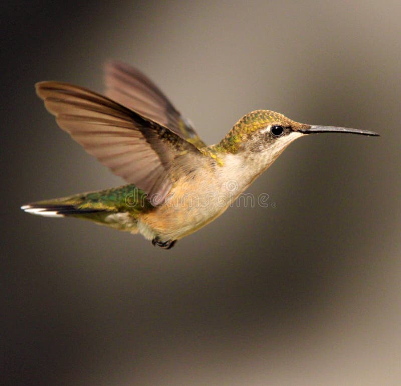 Flying sparrow stock photo. Image of bill, legs, male - 18839672