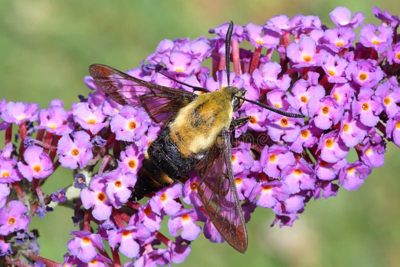 Hummingbird Moth stock image. Image of wing, sphinx, moth - 14970761
