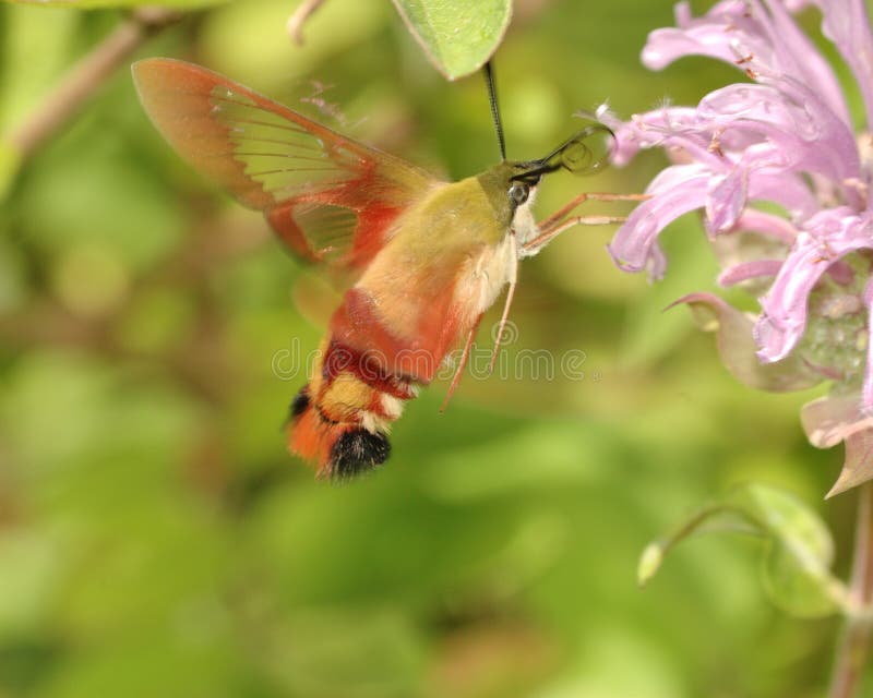 Hummingbird Moth stock photo. Image of mimic, wild, wings - 20356130