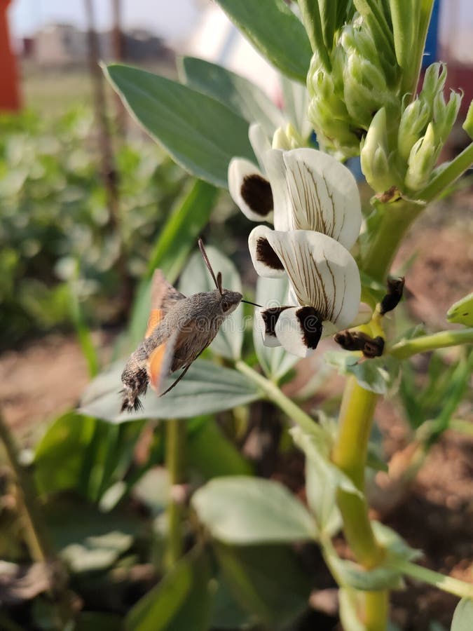 Hummingbird Moth Collecting Nectar from a Broad Bean Flower Stock Image ...