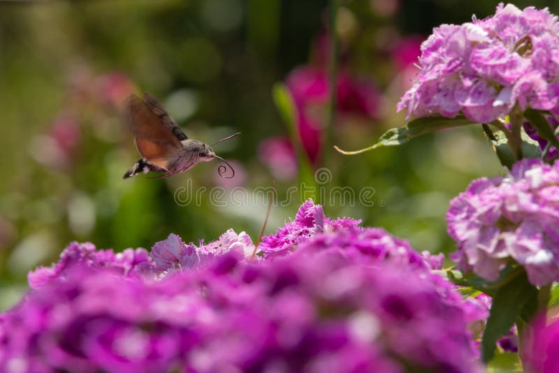 Hummingbird Moth is Collecting Nectar from a Flower Stock Photo - Image ...